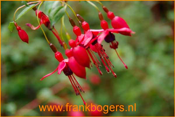 Hoe moet ik fuchsia's overwinteren bewaren verzorgen uitleg informatie ...